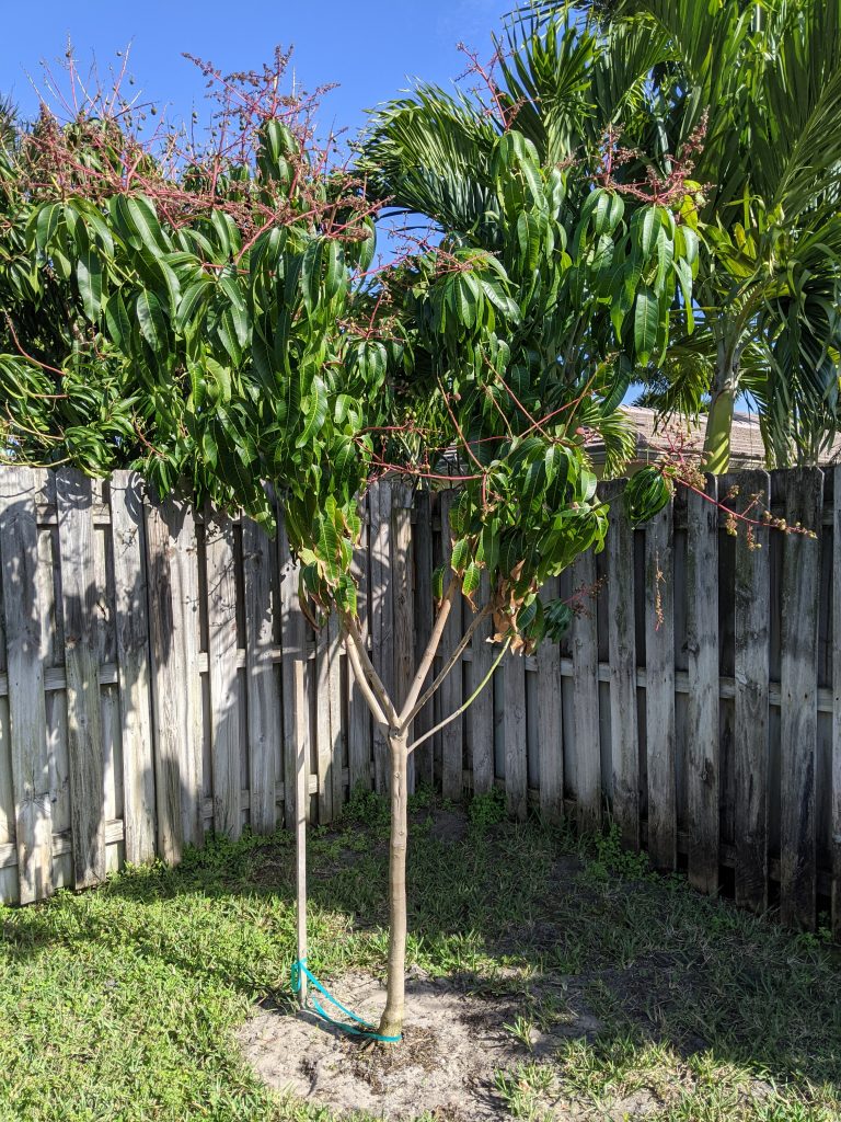 Fruits Trees in Brevard ~ Visit Brevard Florida