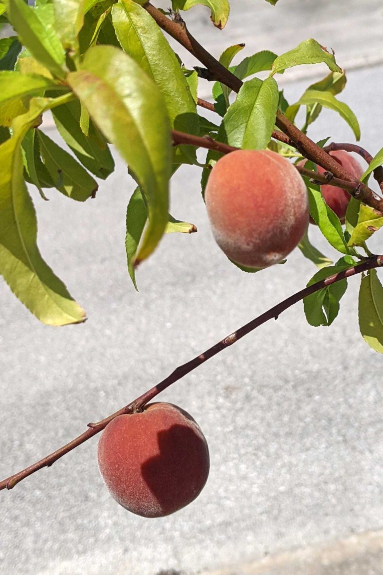 Peach Trees on the Space Coast ~ Visit Brevard Florida