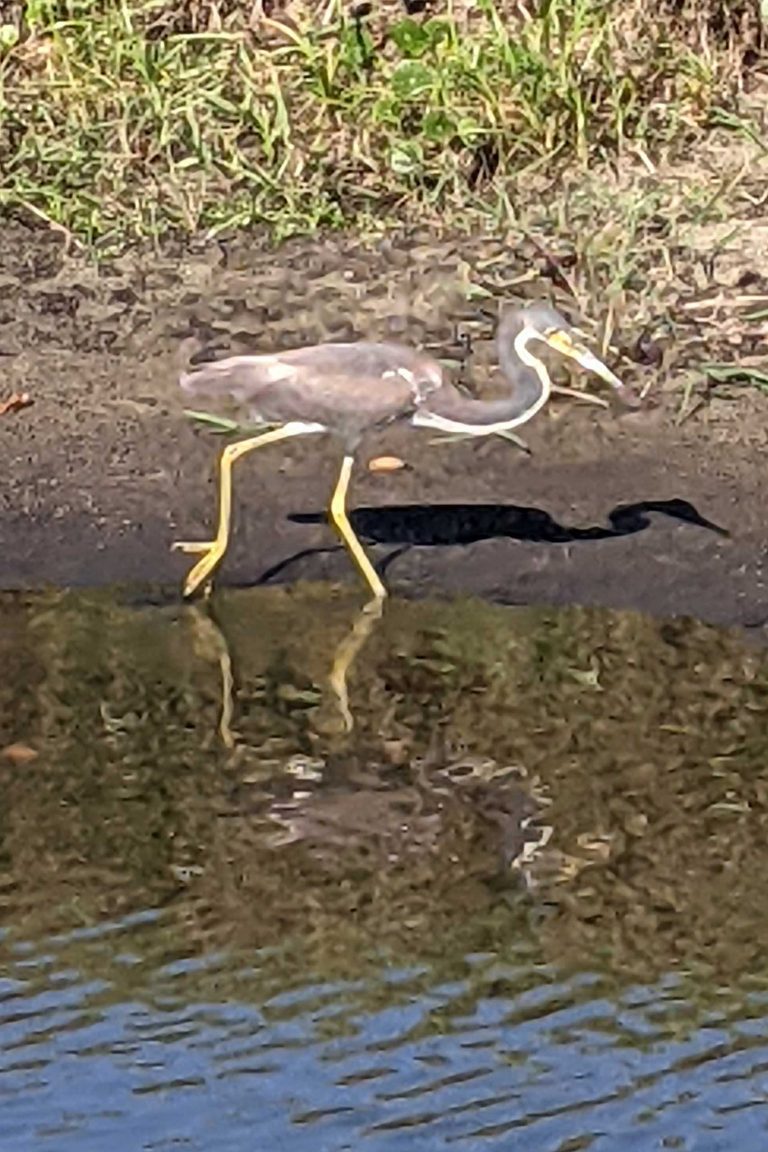 Birds in Brevard ~ Visit Brevard Florida