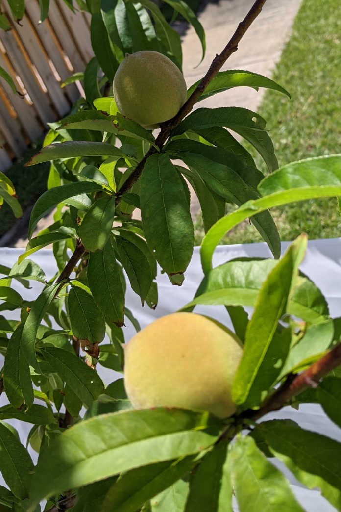 Peach Trees on the Space Coast ~ Visit Brevard Florida
