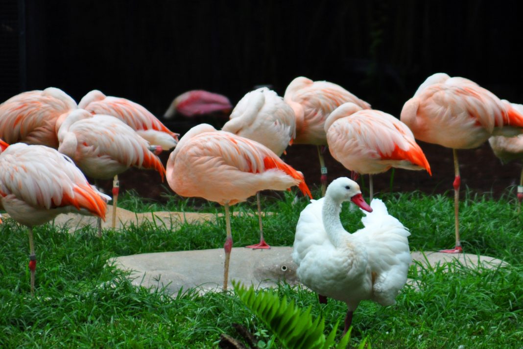 The Brevard Zoo ~ Visit Brevard Florida